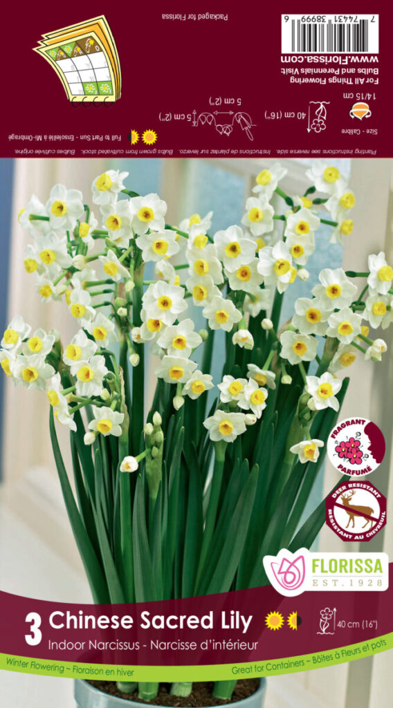 Chinese Sacred Lily (Indoor Narcissus) › Anything Grows Chinese Sacred Lily (Indoor Narcissus) › Anything Grows